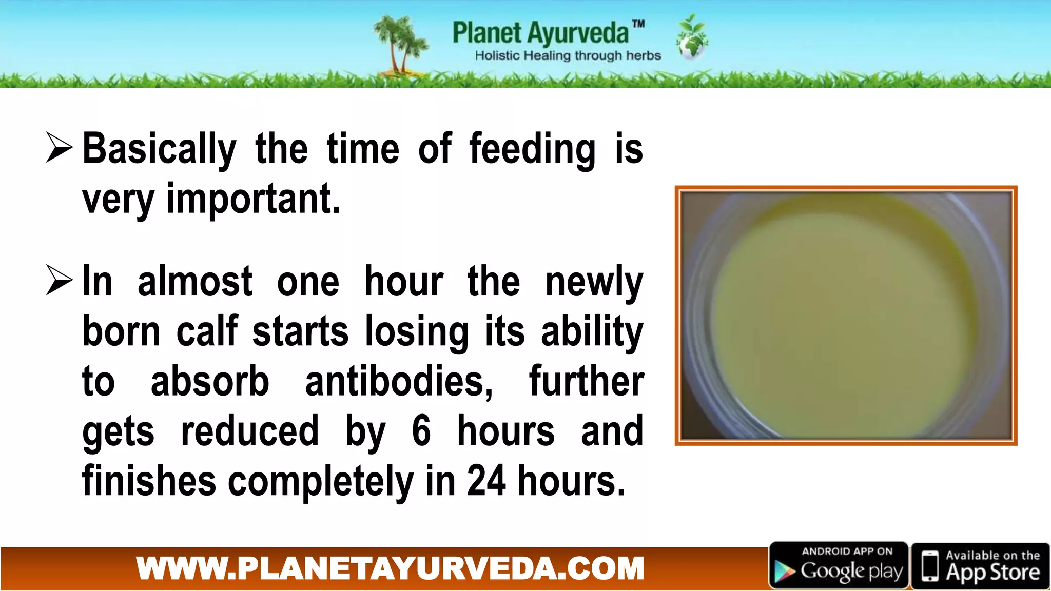 Proven Health Benefits Of Cow Colostrum - Boost Your Immune System | PPT