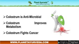 Proven Health Benefits Of Cow Colostrum - Boost Your Immune System | PPT