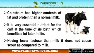 Proven Health Benefits Of Cow Colostrum - Boost Your Immune System | PPT
