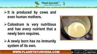 Proven Health Benefits Of Cow Colostrum - Boost Your Immune System | PPT