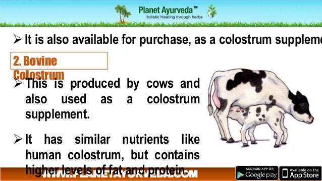 Proven Health Benefits Of Cow Colostrum - Boost Your Immune System