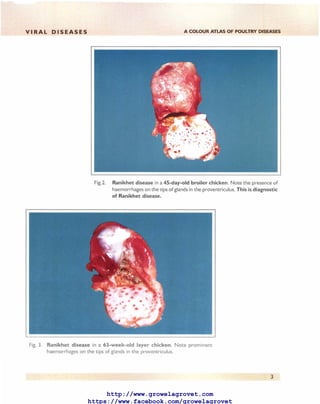 A Colour Atlas of Poultry Diseases. | PDF