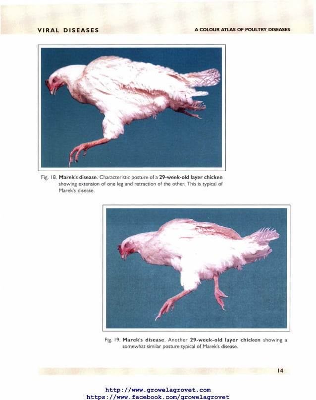 A Colour Atlas of Poultry Diseases. | PDF | Infectious Diseases ...