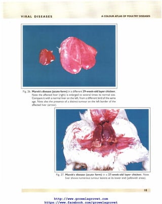 A Colour Atlas of Poultry Diseases. | PDF