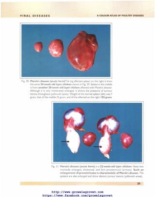 A Colour Atlas of Poultry Diseases. | PDF