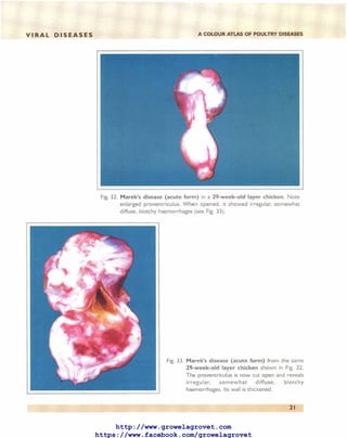 A Colour Atlas of Poultry Diseases. | PDF
