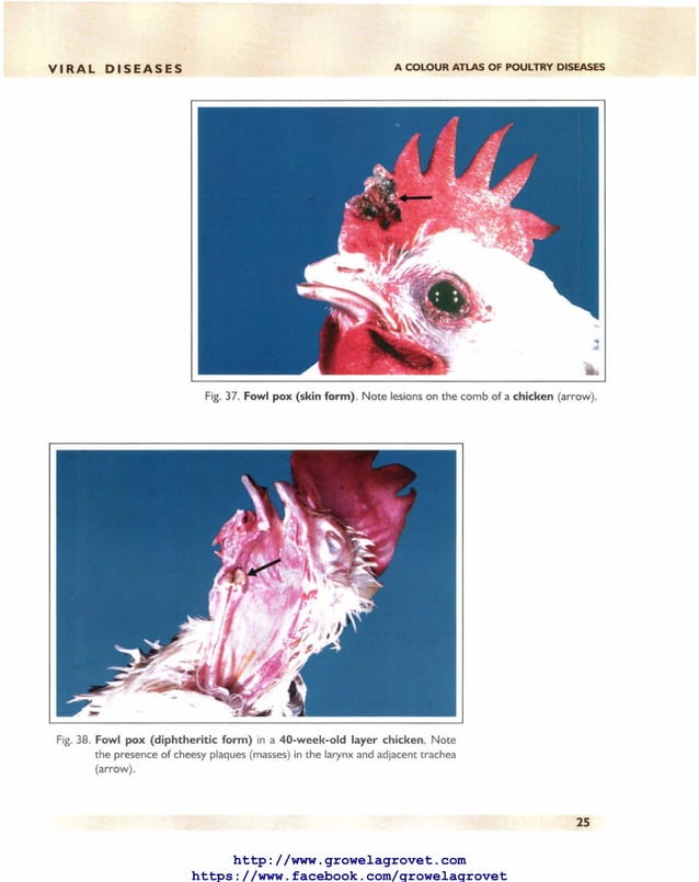 A Colour Atlas of Poultry Diseases. | PDF | Infectious Diseases ...