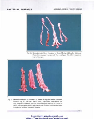 A Colour Atlas of Poultry Diseases. | PDF