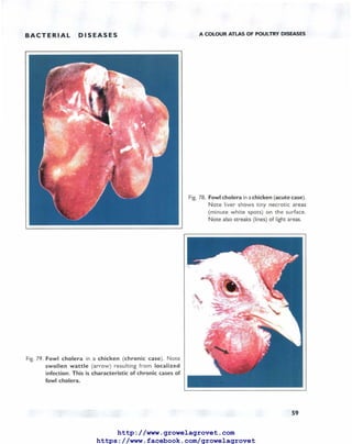 A Colour Atlas of Poultry Diseases. | PDF