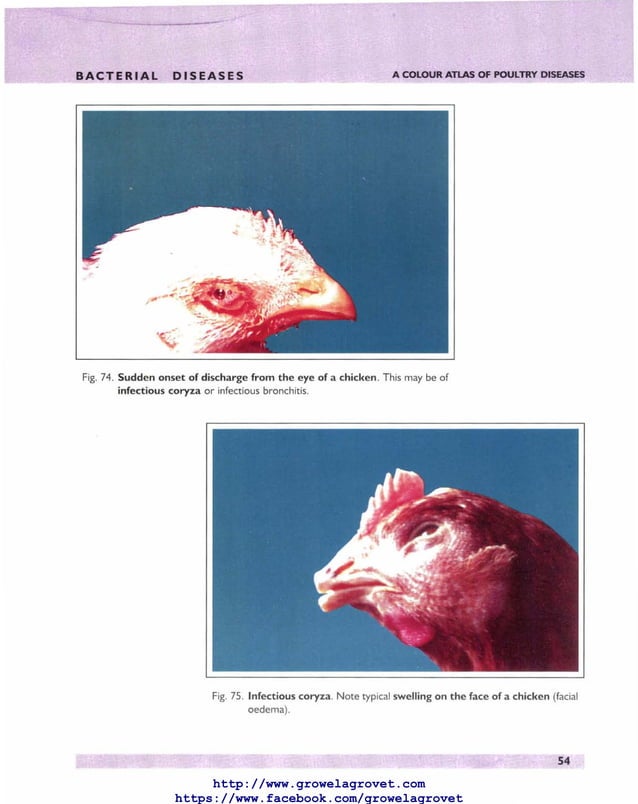 A Colour Atlas of Poultry Diseases. | PDF