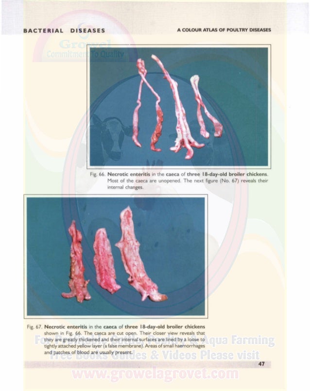 A Colour Atlas of Poultry Diseases.