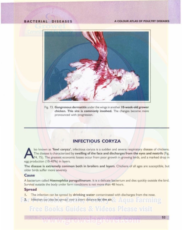 A Colour Atlas of Poultry Diseases.