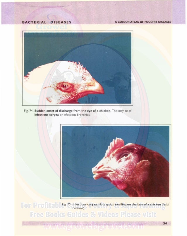 A Colour Atlas of Poultry Diseases.