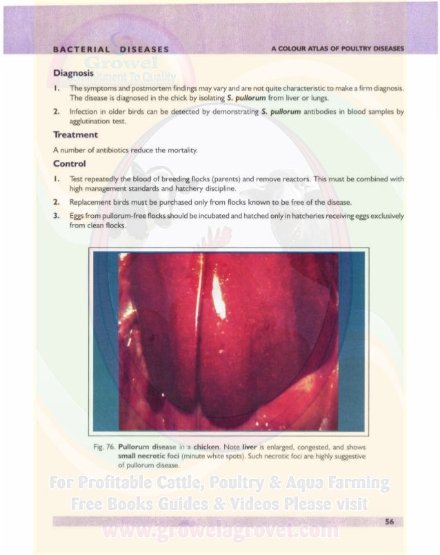 A Colour Atlas of Poultry Diseases.