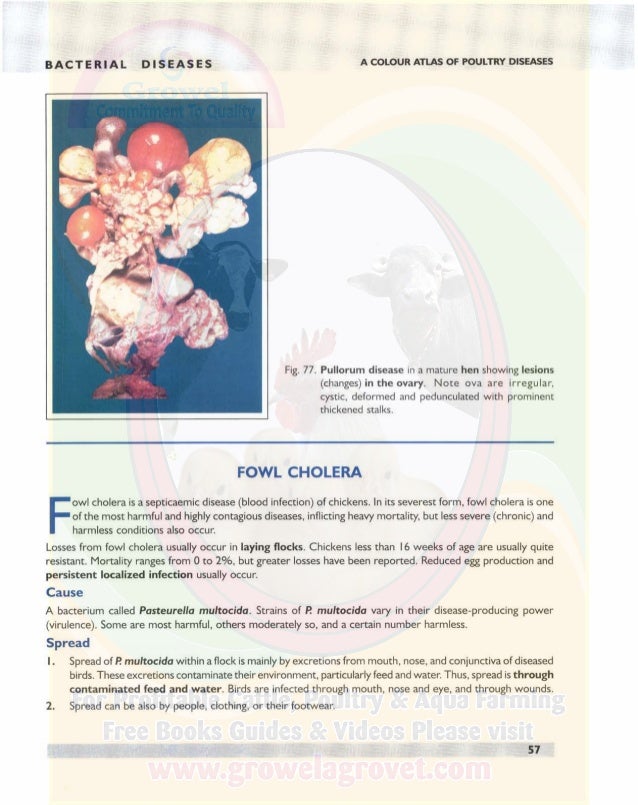A Colour Atlas of Poultry Diseases.