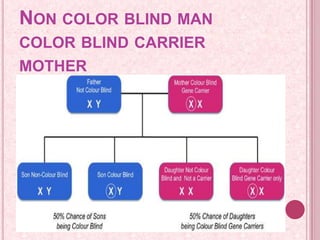 Color Blindness Genetics