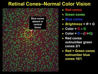 Colour blindness | PPTX