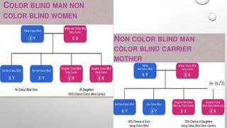 colour blindness practical in genetics ppt.pptx