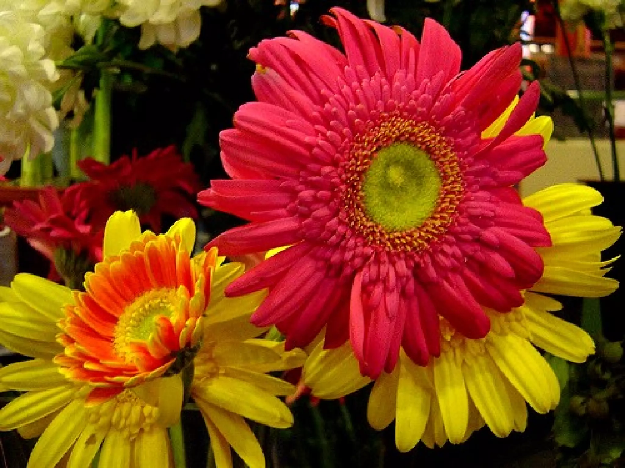 Colourful Gerbera Daisies | PPS