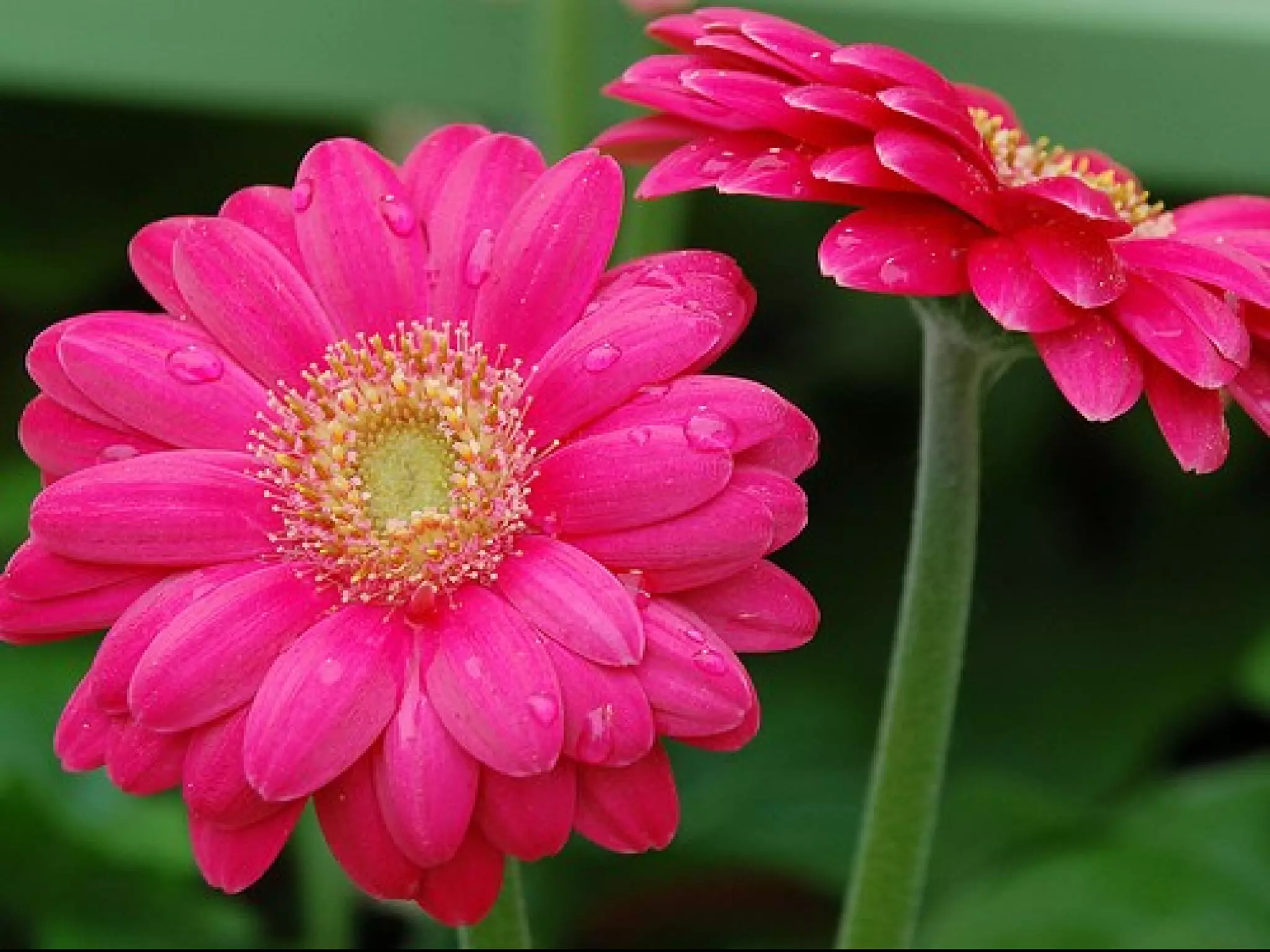 Colourful Gerbera Daisies | PPS