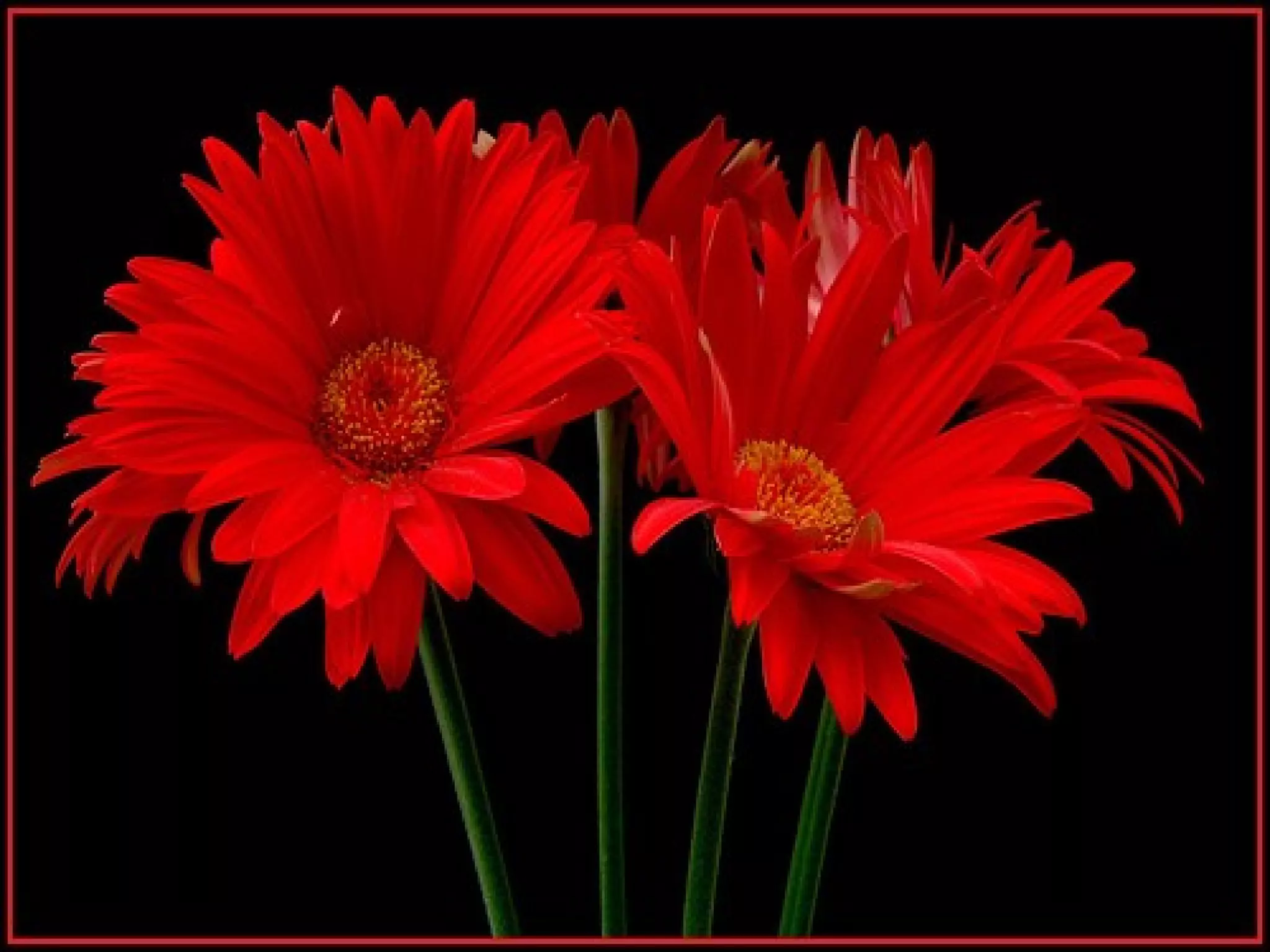 Colourful Gerbera Daisies | PPS