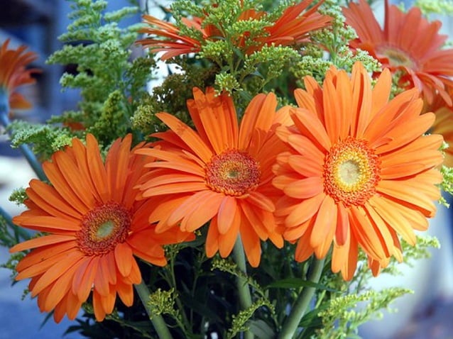 Colourful Gerbera Daisies | PPS