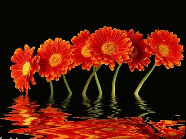 Colourful Gerbera Daisies | PPS