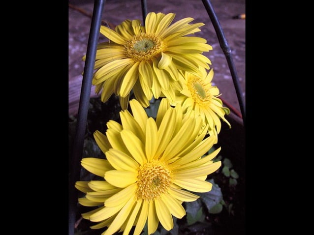 Colourful Gerbera Daisies | PPS
