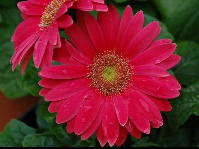 Colourful Gerbera Daisies | PPS