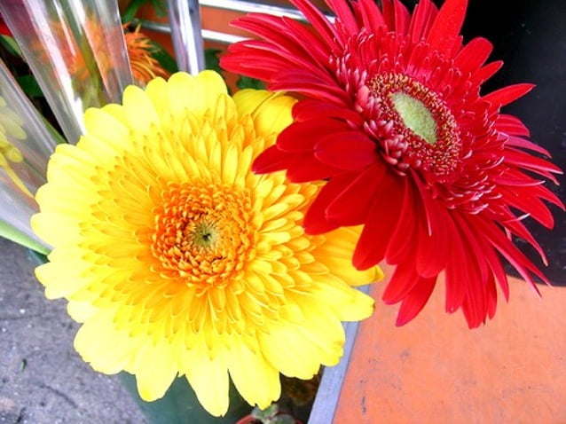 Colourful Gerbera Daisies | PPS