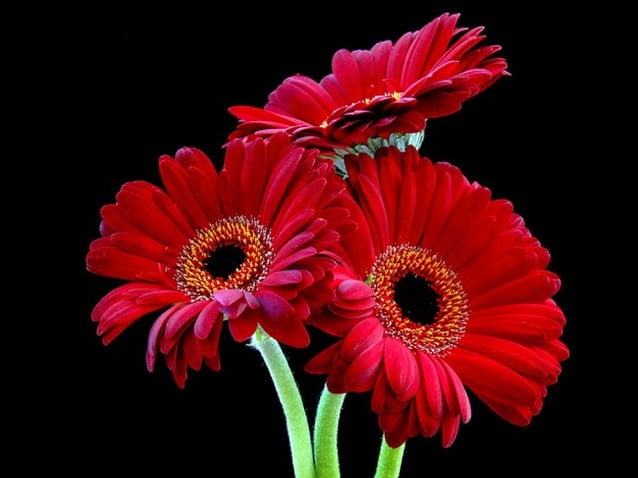 Colourful Gerbera Daisies | PPS