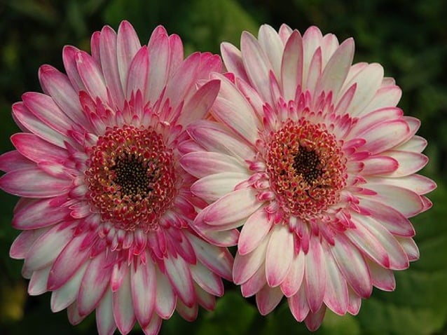 Colourful Gerbera Daisies | PPS