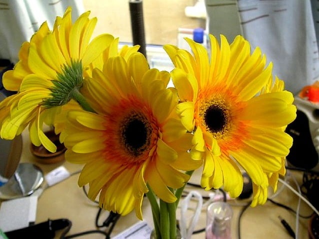 Colourful Gerbera Daisies | PPS