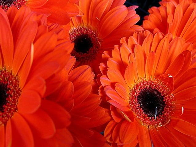 Colourful Gerbera Daisies | PPS