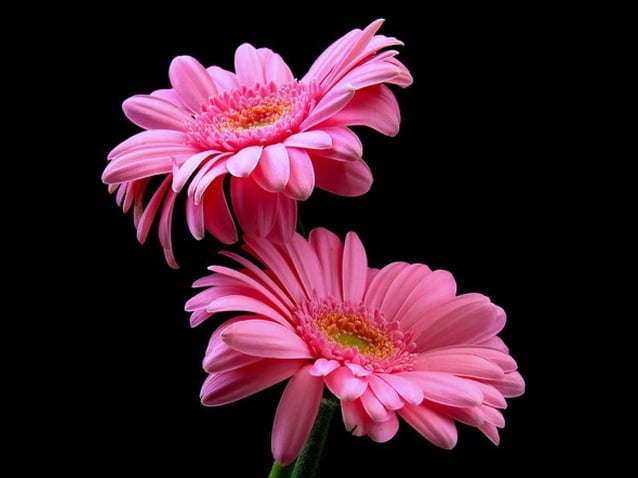 Colourful Gerbera Daisies | PPS