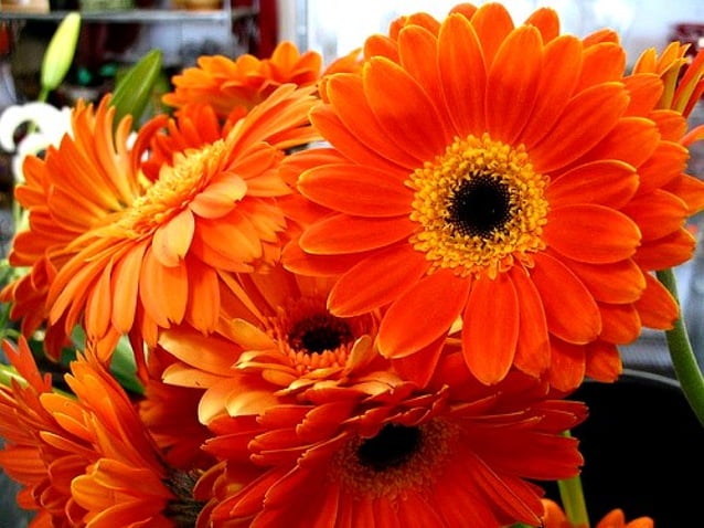Colourful Gerbera Daisies | PPS