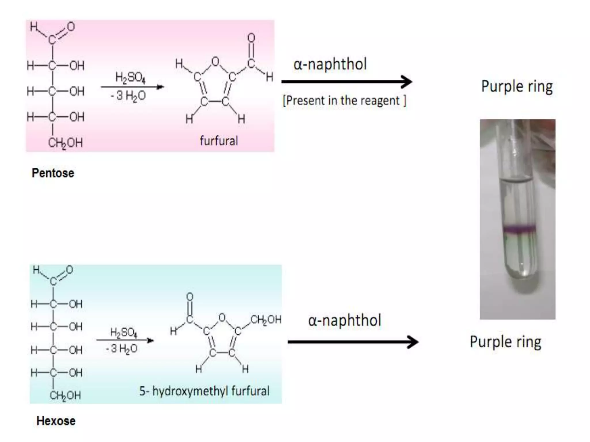 Colour reactions of protein | PPTX