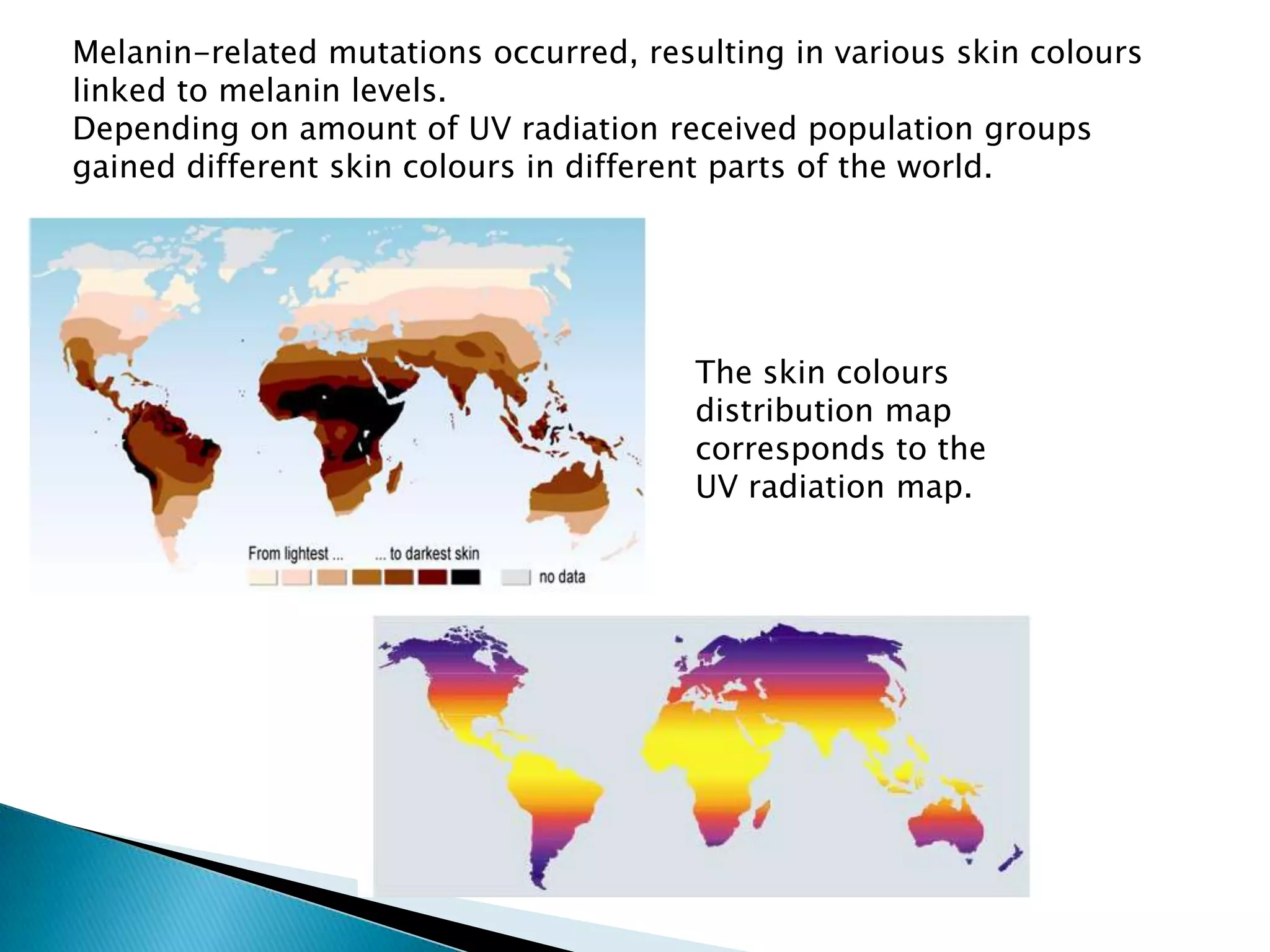 Colour variation in humans | PPT