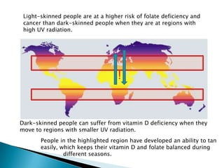 Colour variation in humans | PPT