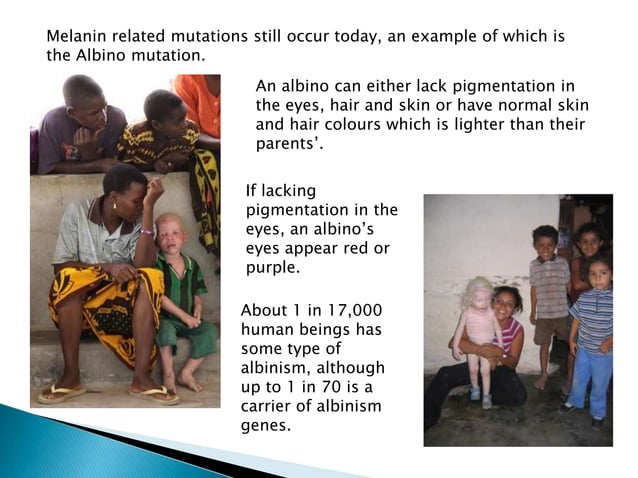 Colour variation in humans | PPT