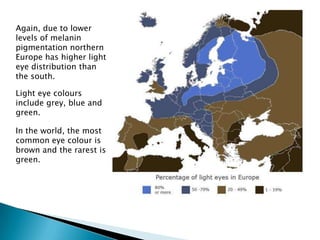 Colour variation in humans | PPT