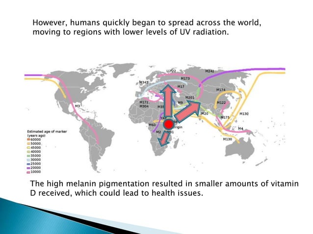 Colour variation in humans | PPT