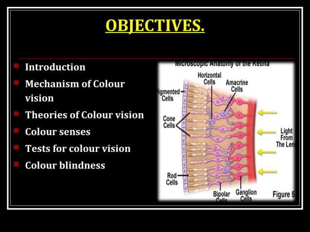 Colour vision | PPT