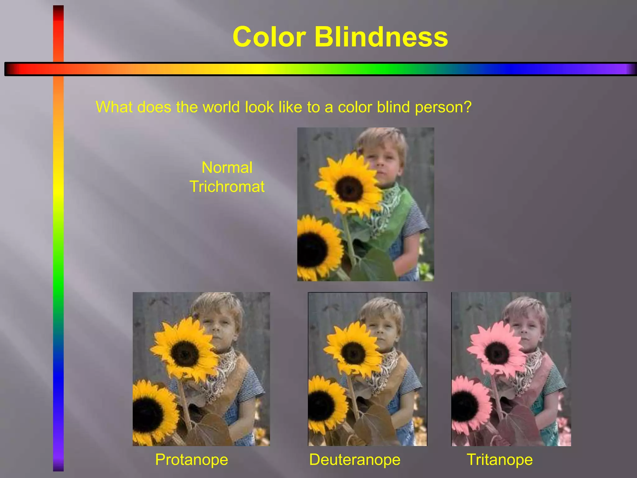 Colour vision | PPTX
