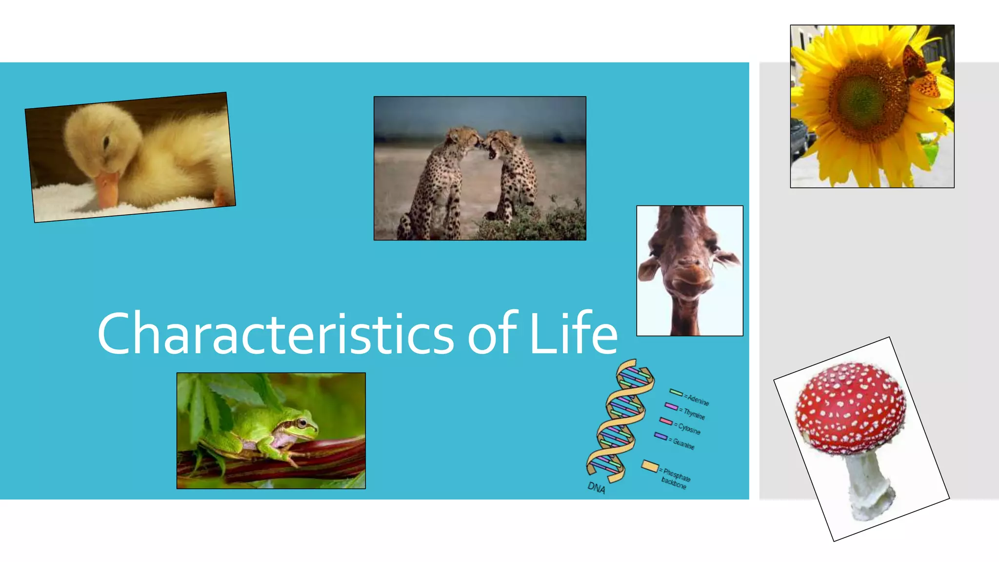 Characteristics of Life Notes Powerpoint | PPTX | Genetics | Science