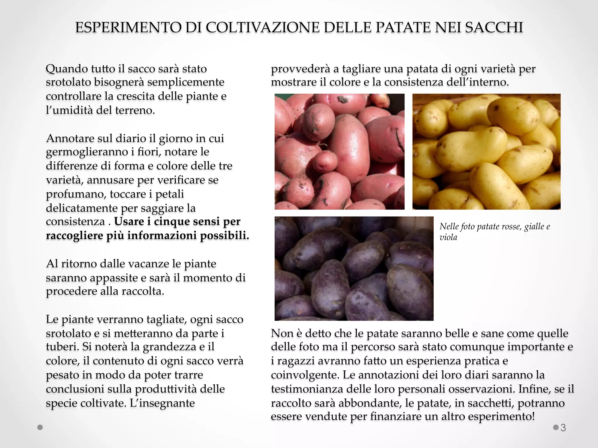 Coltivazione patate nei sacchi | PDF