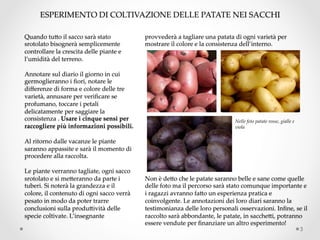 Coltivazione patate nei sacchi | PDF