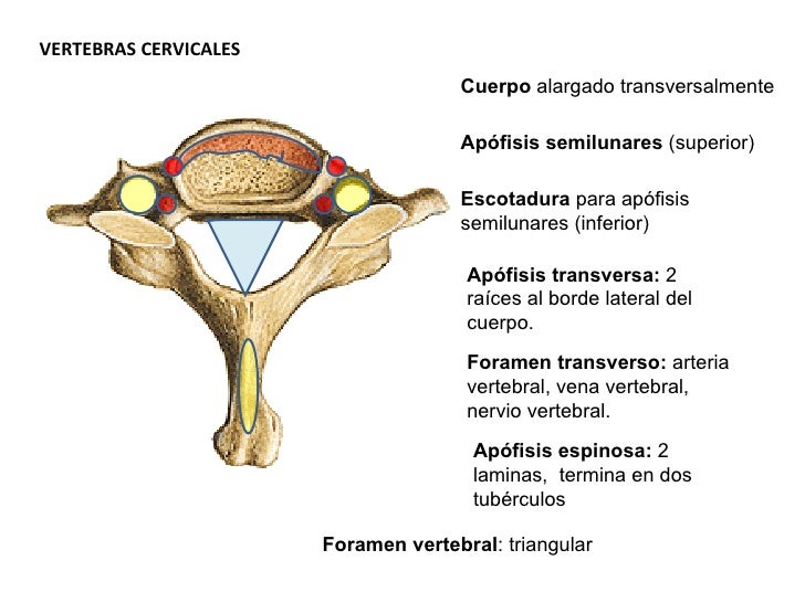 Columna