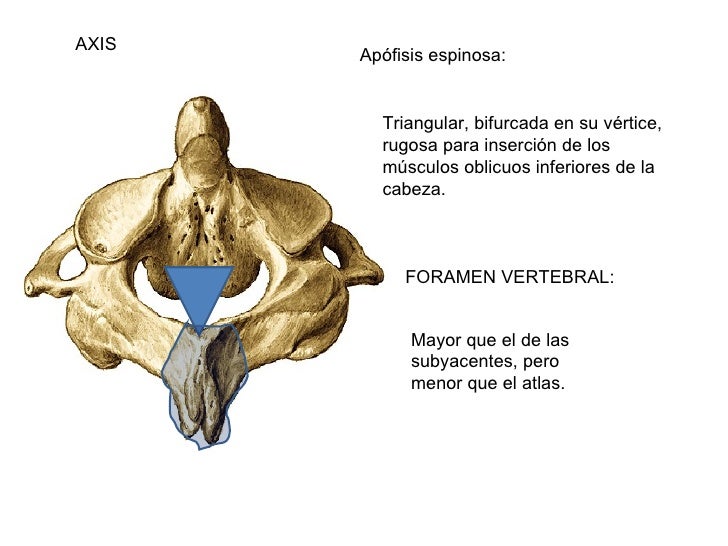 Que Es Apofisis Espinosa - conselleria sanitat cita previa