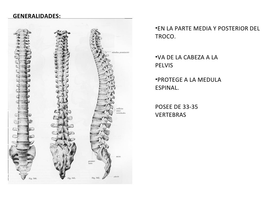 Columna